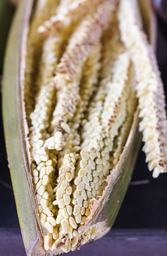 Flor del coco imagen de archivo. Imagen de tropical, verde - 26400325