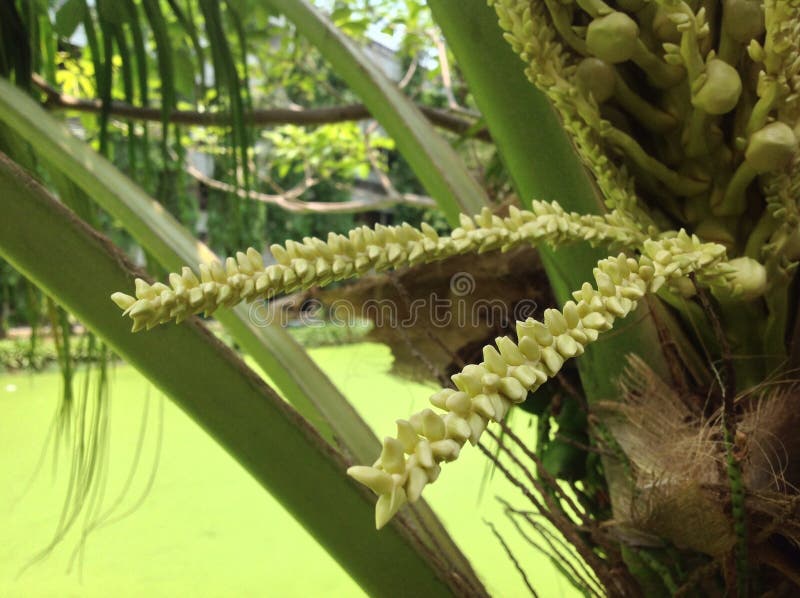 Flor del coco foto de archivo. Imagen de amarillo, oval - 44525836