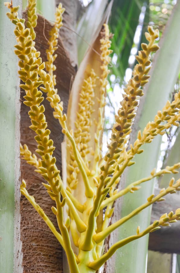 Flor del coco en ?rbol foto de archivo. Imagen de primer - 145694306