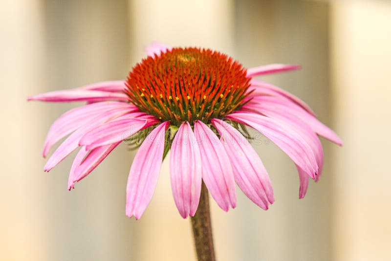 Flor Del Cono, Planta Medicinal Americana Foto de archivo - Imagen de ...
