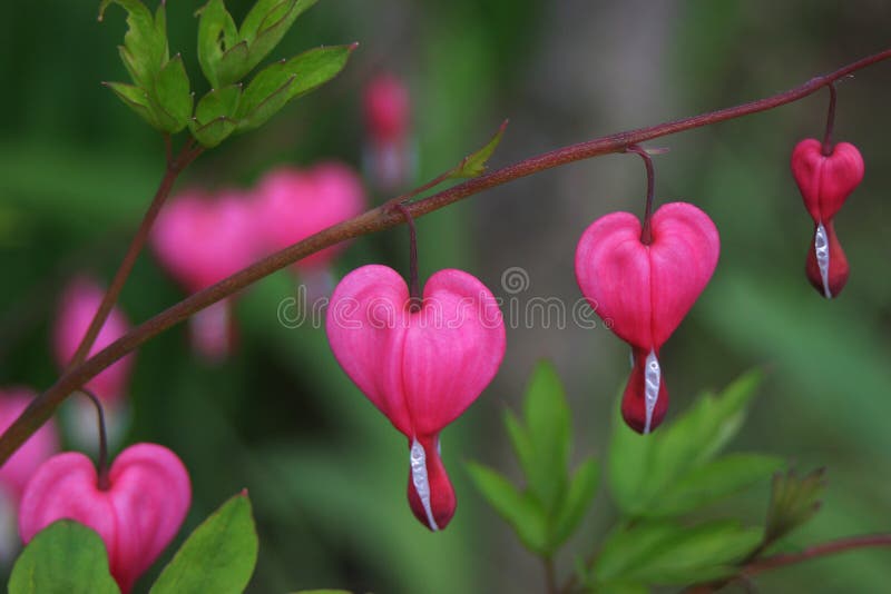 Flores Del Corazón Sangrante En Fondo De Madera Foto de archivo ...