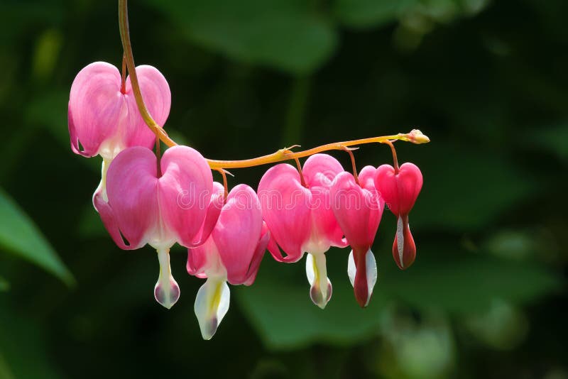 Flor del corazón sangrante imagen de archivo. Imagen de florecimiento ...