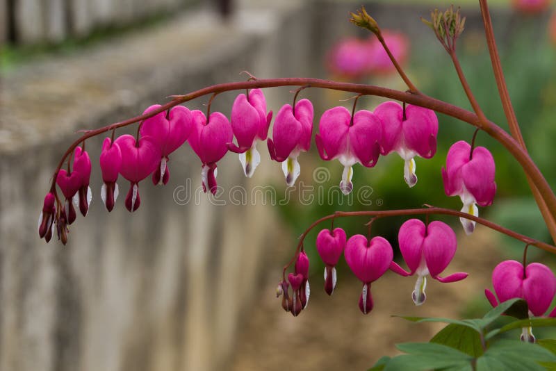 Flor Del Corazón Sangrante (spectabilis Del Dicentra) Imagen de archivo ...