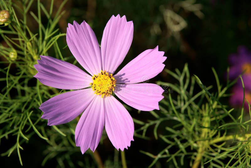 Flor del cosmos imagen de archivo. Imagen de momia, hojas - 15751815