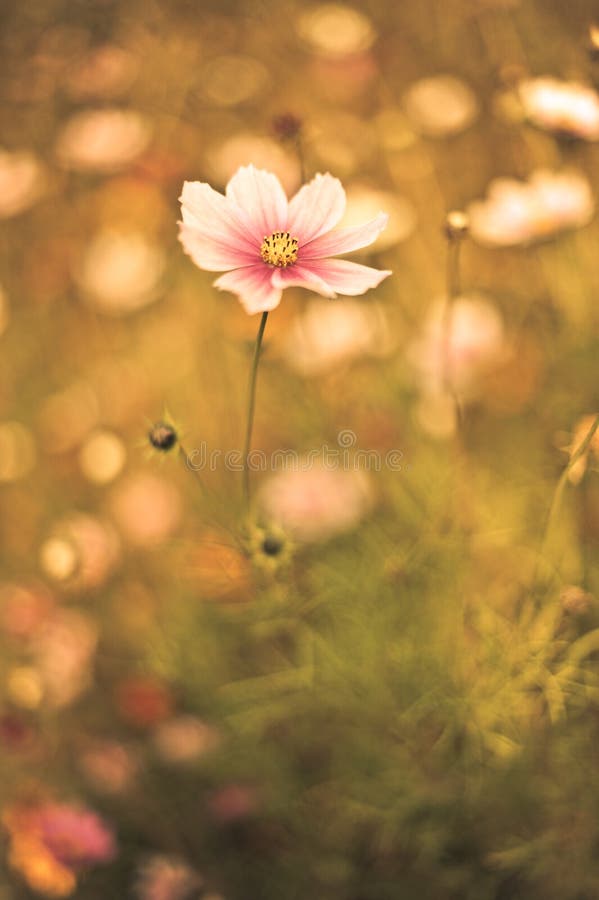 Flor del cosmos imagen de archivo. Imagen de rojo, estilo - 18058943