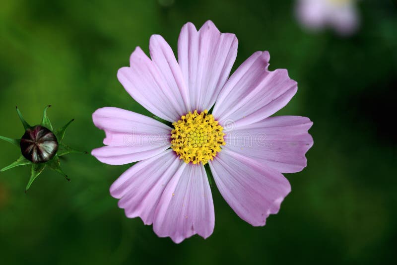 Flor del cosmos foto de archivo. Imagen de calma, salvaje - 22473854