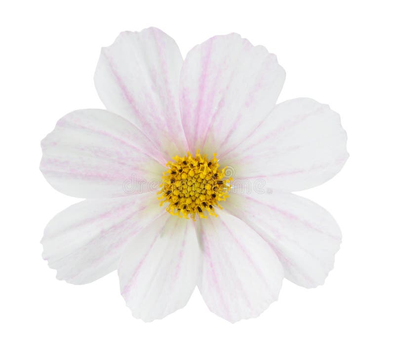 Flor del cosmos foto de archivo. Imagen de primer, flora - 33423274