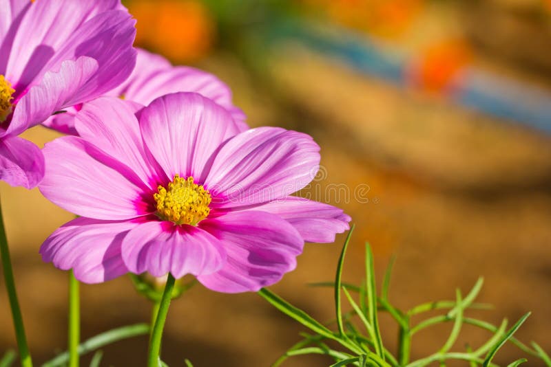 Flor del cosmos foto de archivo. Imagen de rojo, cosmos - 34914572