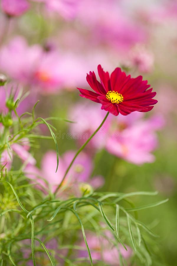 Flor del cosmos imagen de archivo. Imagen de flor, ambiente - 38475941