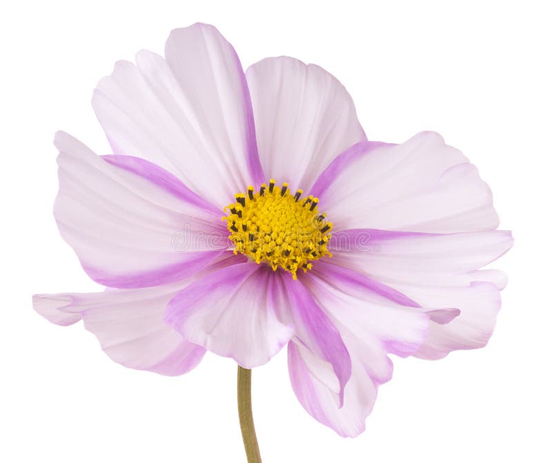 Flor del cosmos foto de archivo. Imagen de planta, pista - 63378590