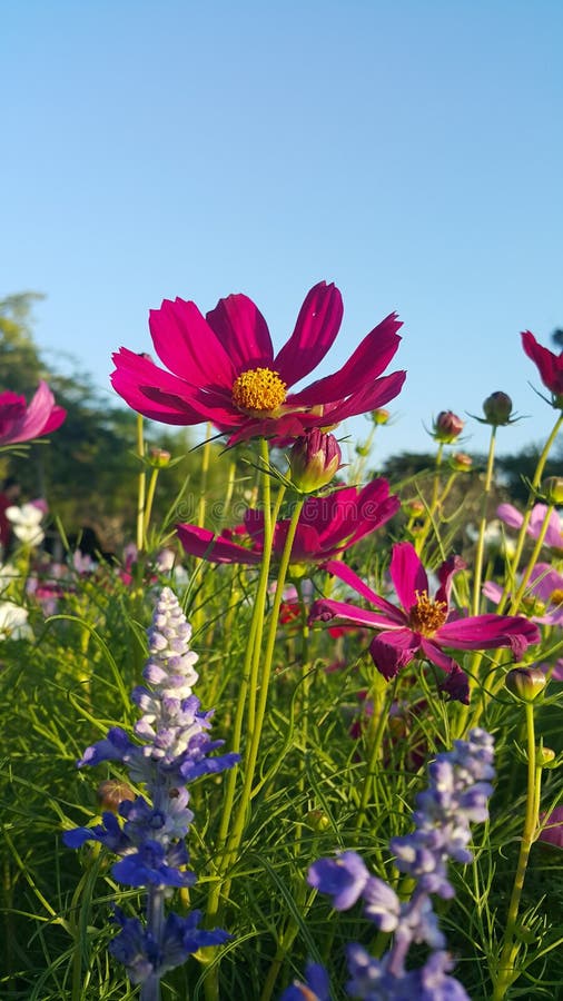 Flor del cosmos imagen de archivo. Imagen de colorido - 64601585
