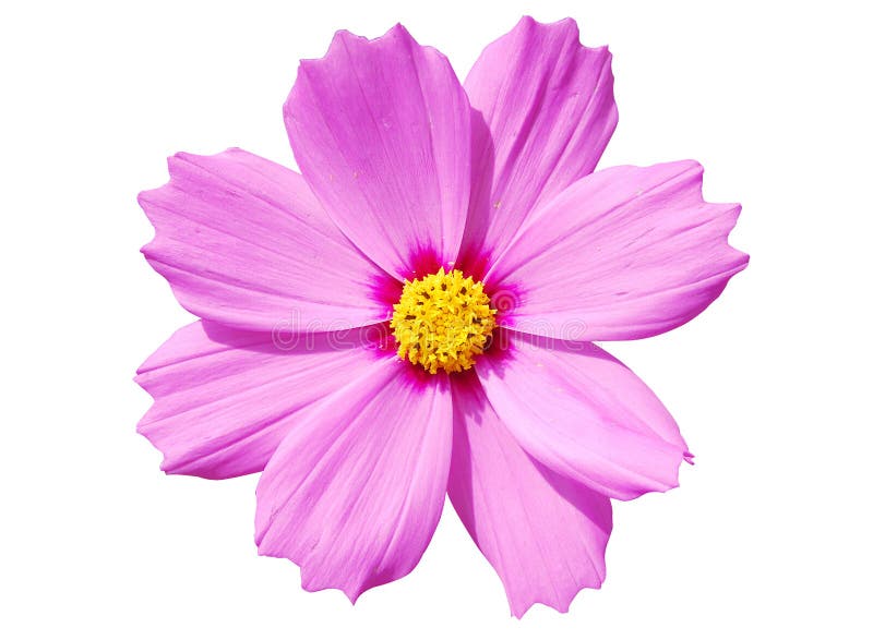 Flor Del Cosmos Aislada En Blanco Foto de archivo - Imagen de estudio ...