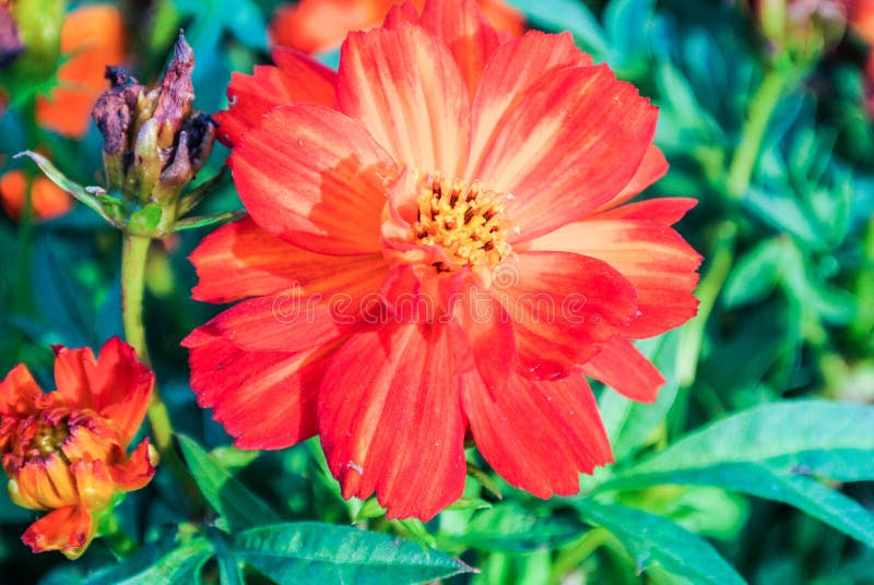Flor Del Cosmos Como El Cosmos Del Azufre Y Cosmos Amarillo Foto de ...