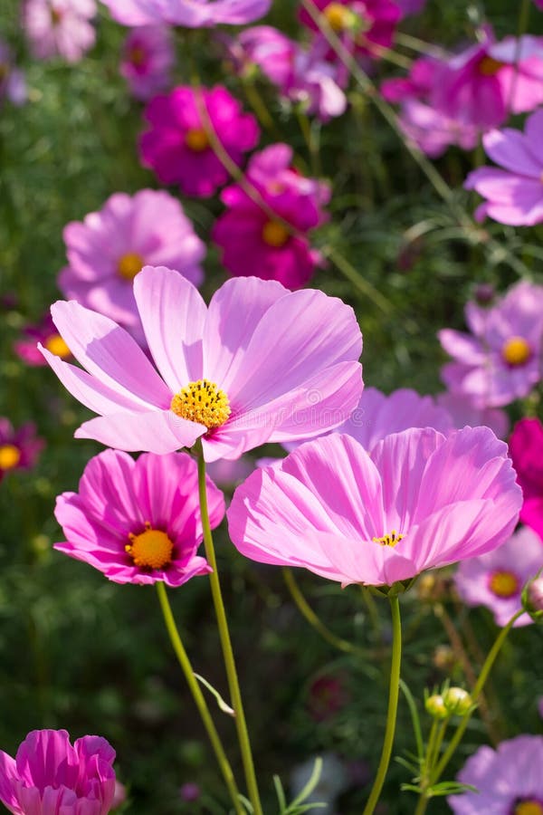 Flor del cosmos en jardín foto de archivo. Imagen de fondo - 37039962