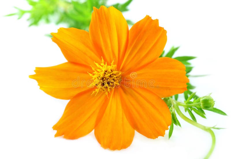 Flor Del Cosmos Sobre El Fondo Blanco Foto de archivo - Imagen de ...