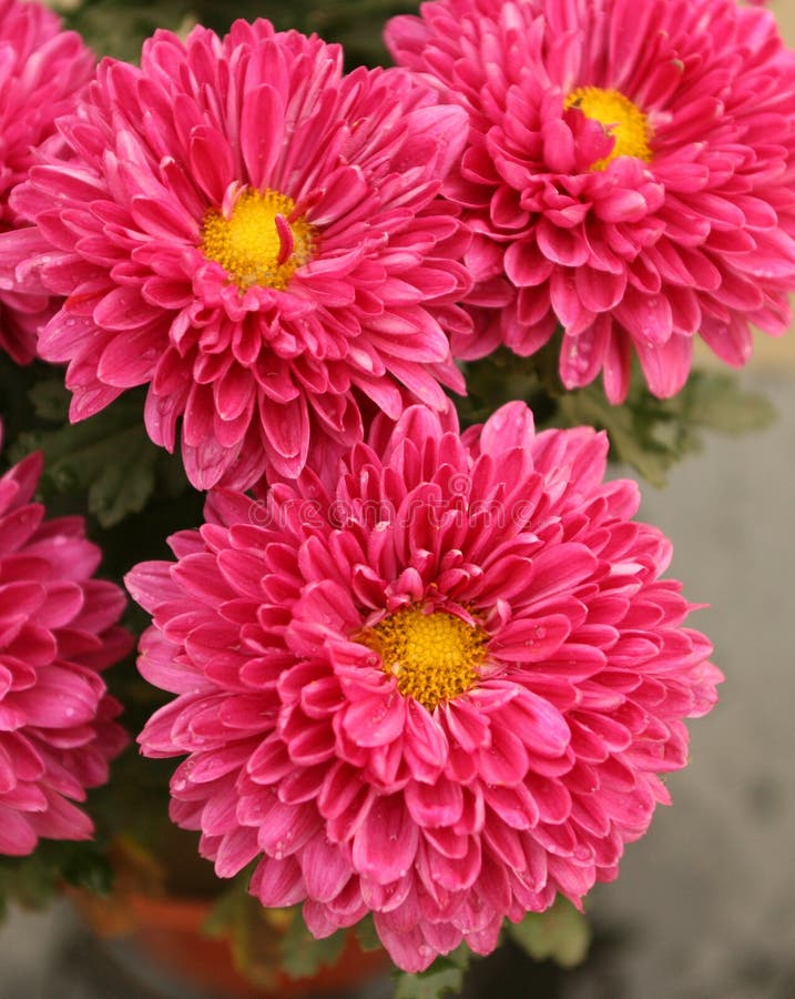 Flor del crisantemo imagen de archivo. Imagen de flor - 3547759