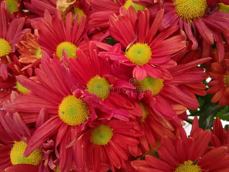Flor del crisantemo - rojo imagen de archivo. Imagen de adorno - 97807409