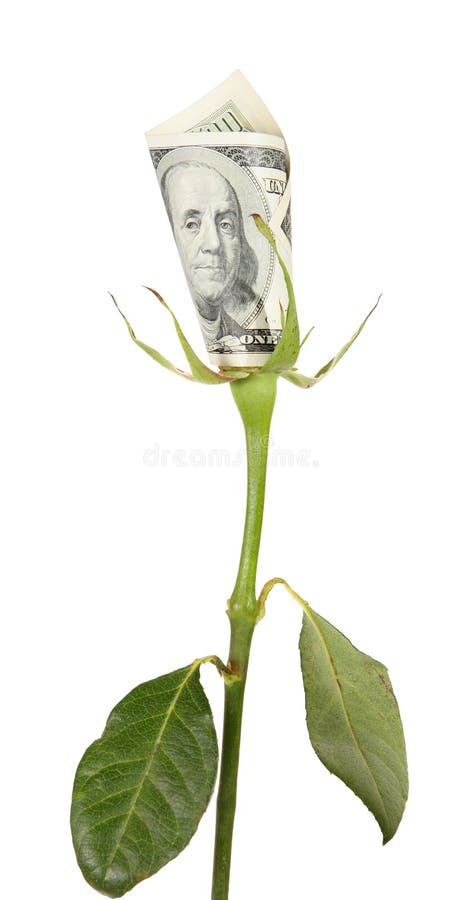 Flor Del Dólar Americano En El Blanco Imagen de archivo - Imagen de ...
