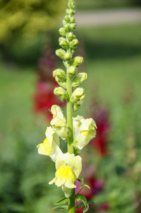 Flor del DELFINIO foto de archivo. Imagen de travieso - 51844234