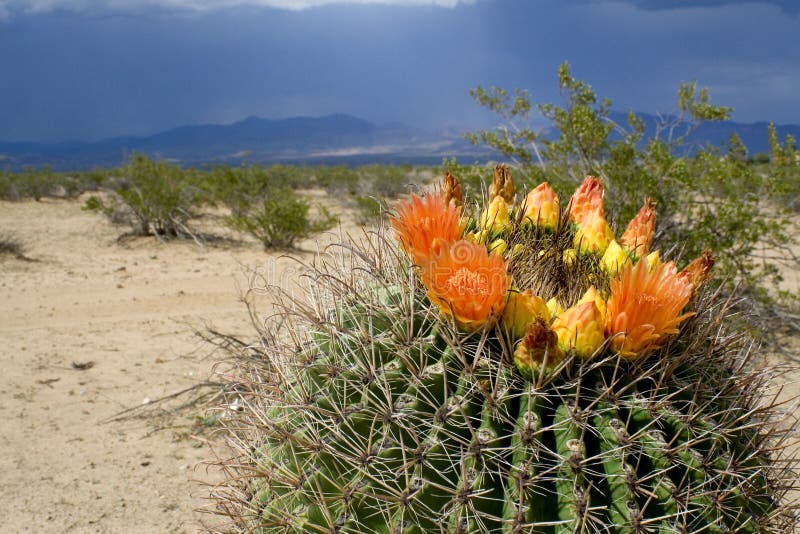 Flor del desierto imagen de archivo. Imagen de fértil - 6893293