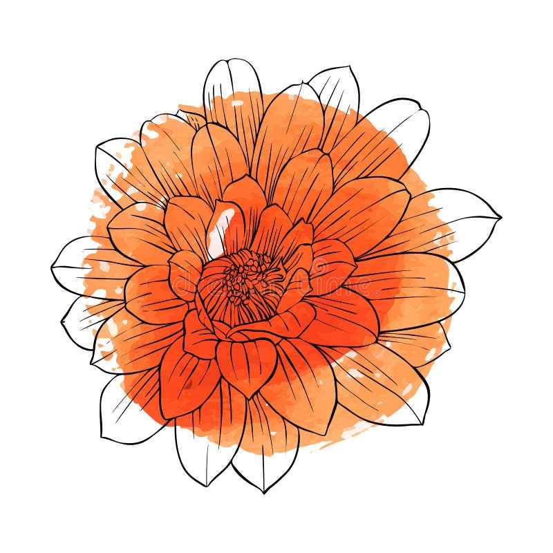 Flor del dibujo del vector ilustración del vector. Ilustración de ...