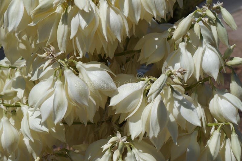 Flor De La Planta De La Yuca Imagen de archivo - Imagen de perenne ...