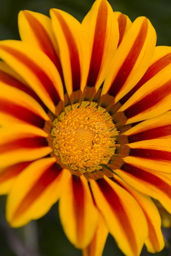 Flor del Gazania imagen de archivo. Imagen de polen, rojo - 287005