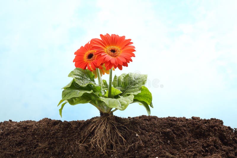 Planta Con Las Flores Y La Raíz Visible Imagen de archivo - Imagen de ...
