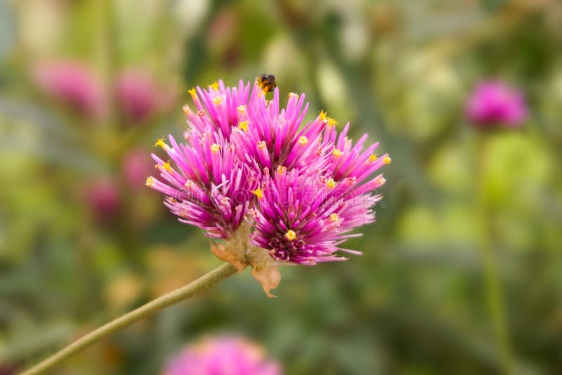 Flor Del Globosa Del Gomphrena Imagen de archivo - Imagen de cierre ...