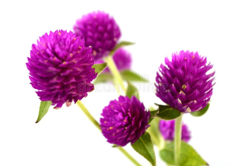 Flor Del Globosa Del Gomphrena Foto de archivo - Imagen de amaranto ...