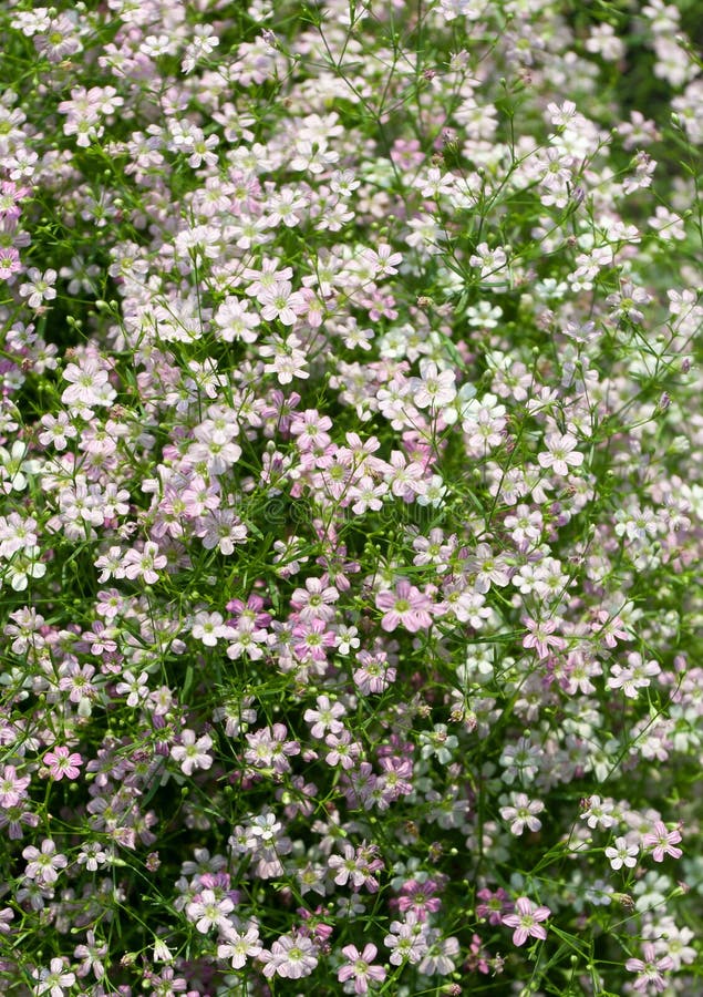 Flor del Gypsophila imagen de archivo. Imagen de hortícola - 17981681