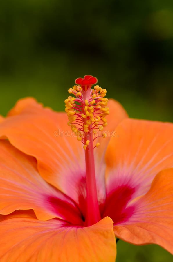 Flor del hibisco foto de archivo. Imagen de flor, pétalos - 27109916