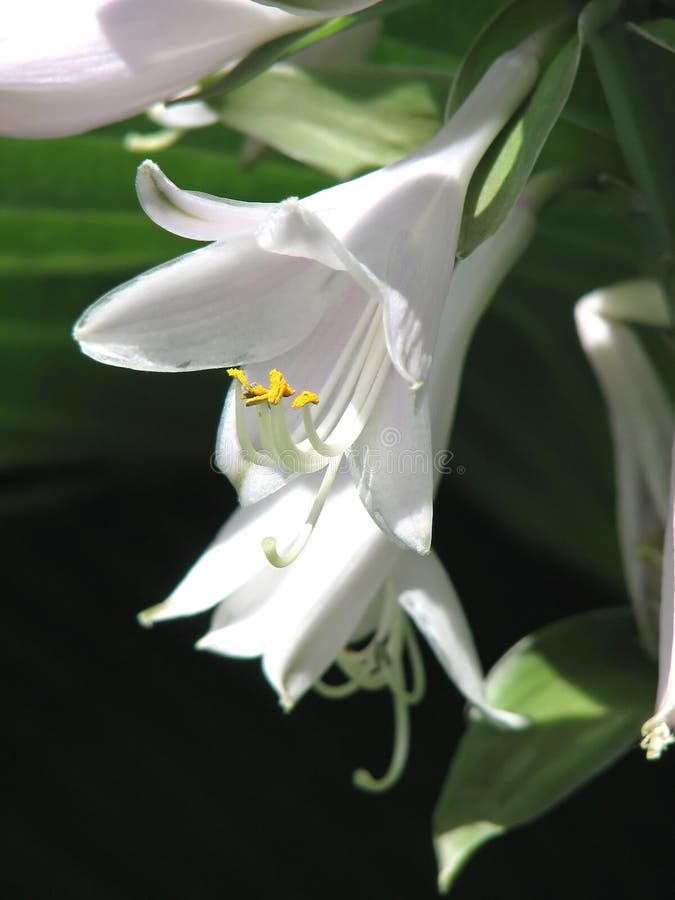 Flor del Hosta imagen de archivo. Imagen de primer, detalles - 884963