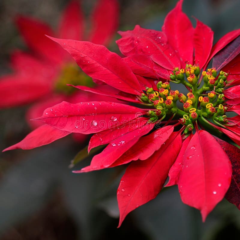 Flor del inca foto de archivo. Imagen de rojo, noche - 57872698