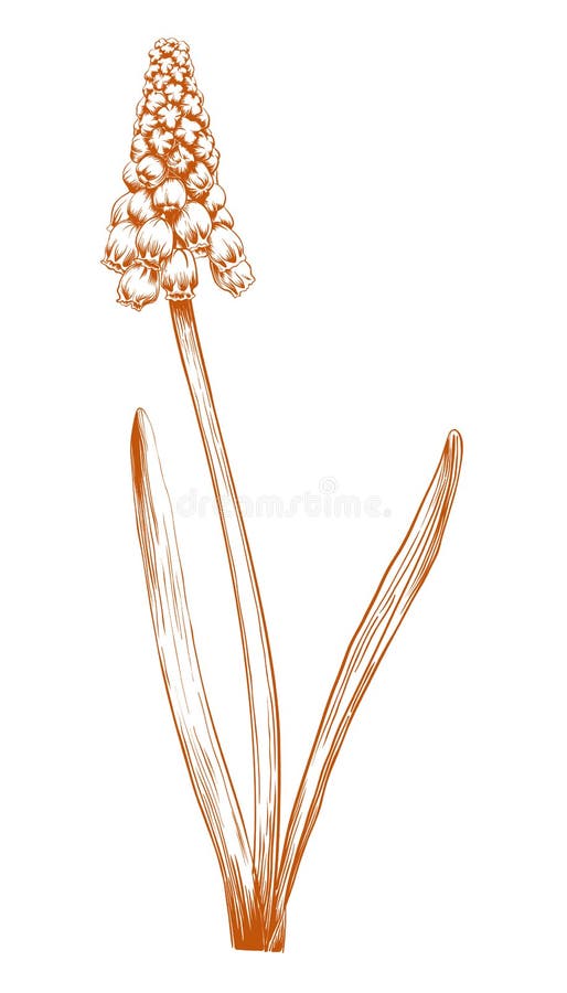 Flor Del Jacinto Del Vector. Ilustración del Vector - Ilustración de ...