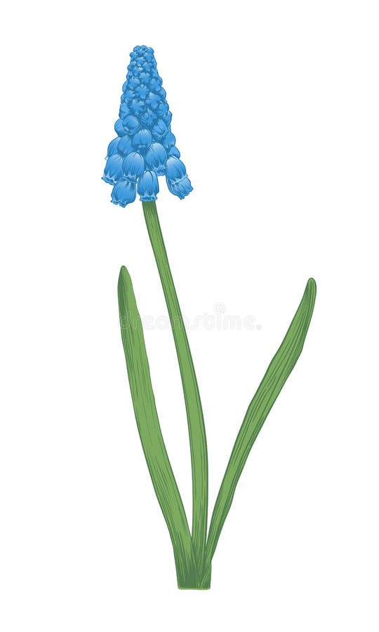 Flor Del Jacinto Del Vector. Ilustración del Vector - Ilustración de ...