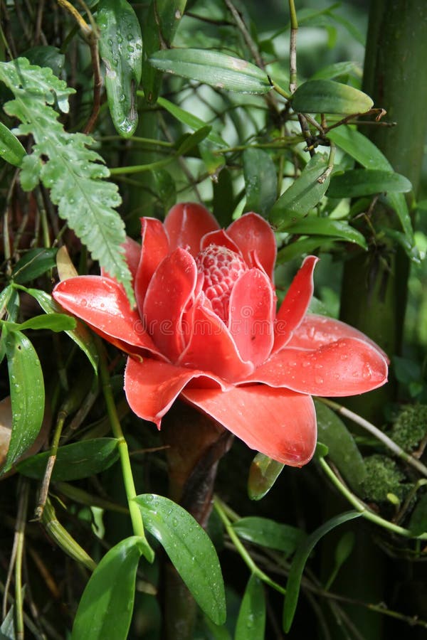 Flor Del Jengibre En Jardín Imagen de archivo - Imagen de jengibre ...