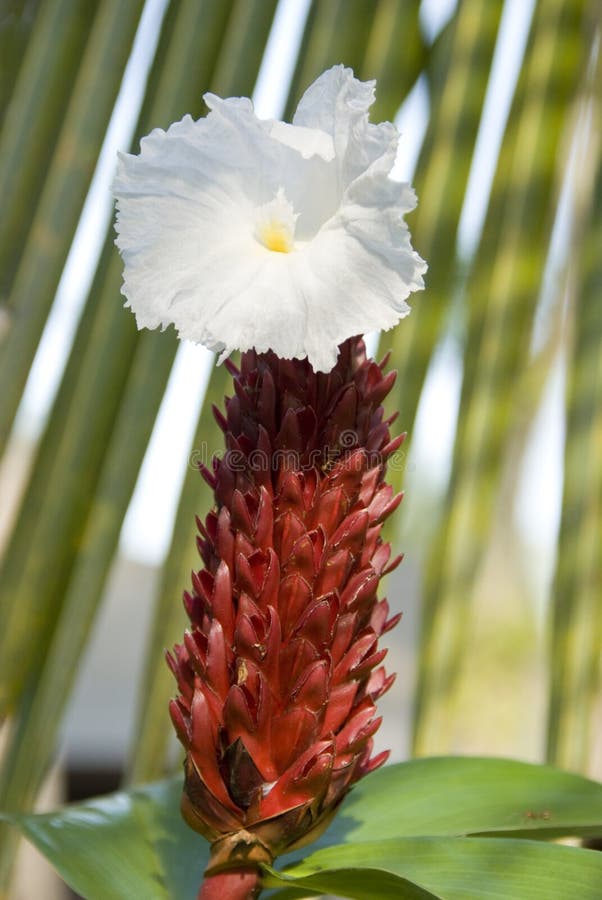 Flor del jengibre rojo imagen de archivo. Imagen de tropical - 25954001