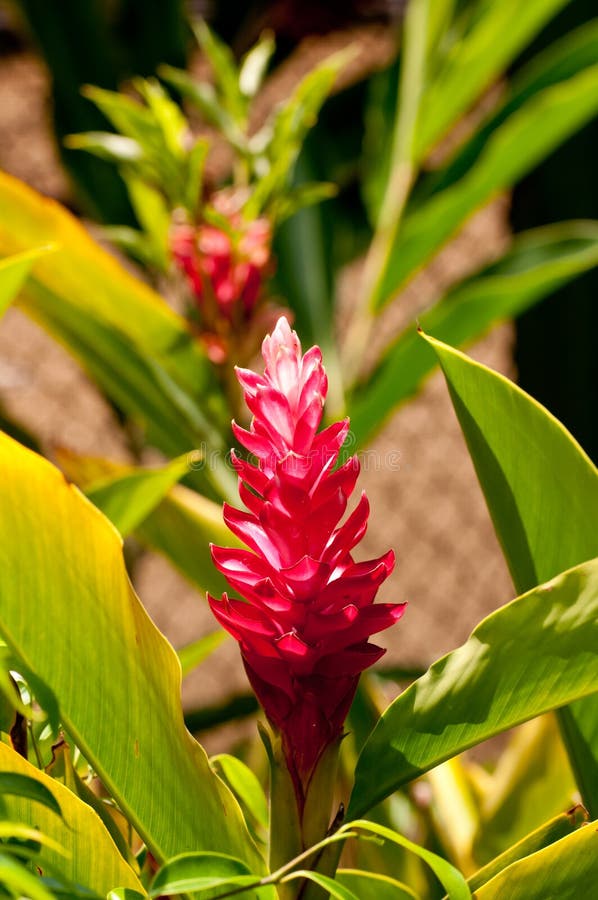 Flor Del Jengibre Rojo En Piedra Del Zen Imagen de archivo - Imagen de ...