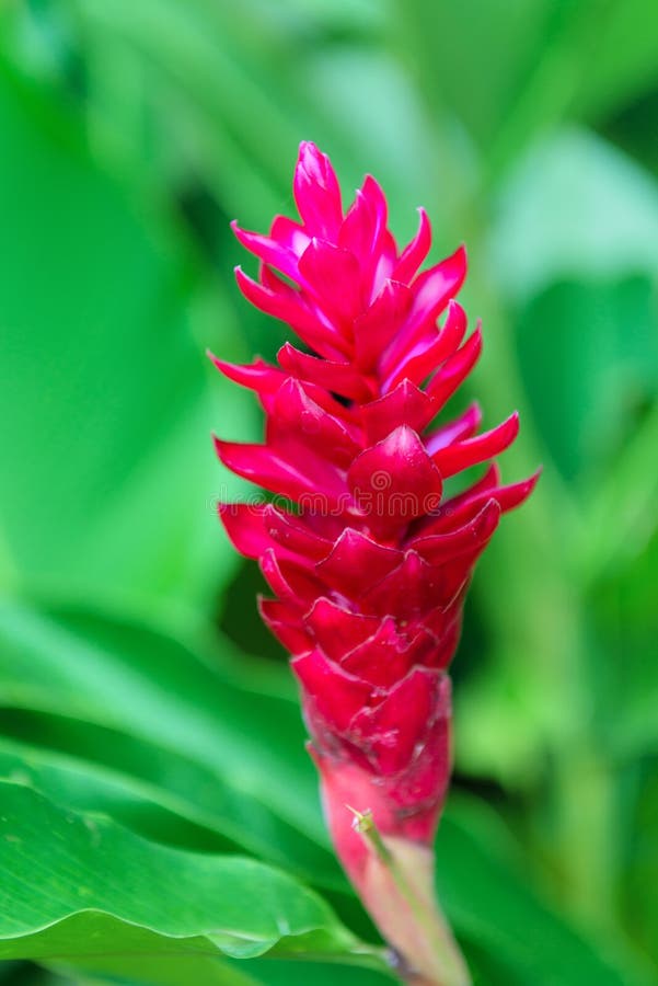 Flor del jengibre rojo imagen de archivo. Imagen de verde - 78039279