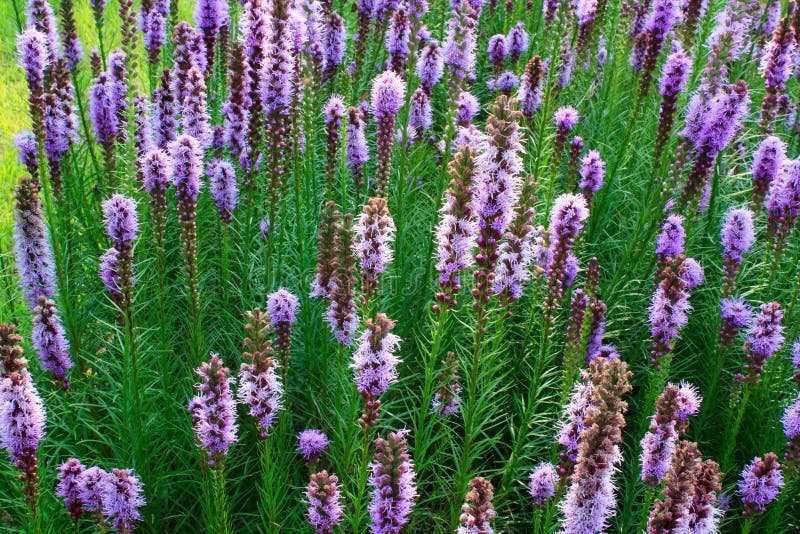 Flor del Liatris foto de archivo. Imagen de plantas, ciudad - 32165930