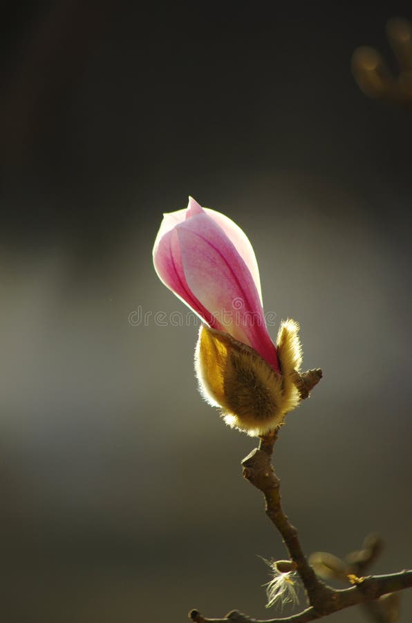 Flor Del Liliflora De La Magnolia Imagen de archivo - Imagen de flor ...
