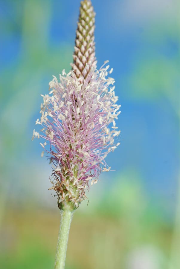 Flor De Plátano (plantago). Macro Imagen de archivo - Imagen de ...