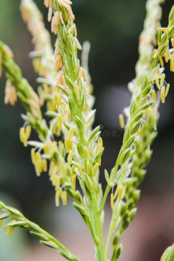 Flor del maíz foto de archivo. Imagen de cosecha, verde - 34493260