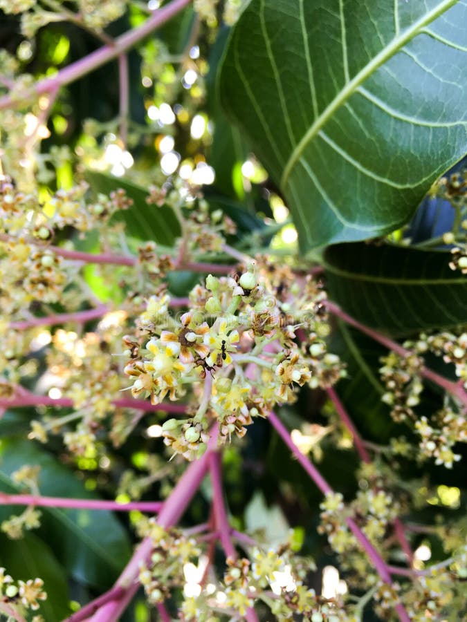 Flor del mango foto de archivo. Imagen de flor, follaje - 104219166