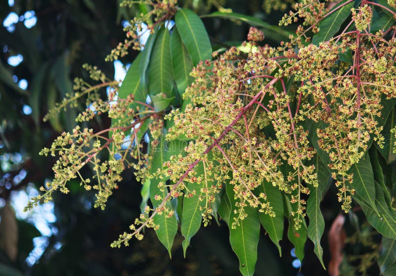 Flor del mango foto de archivo. Imagen de fresco, amarillo - 37237826