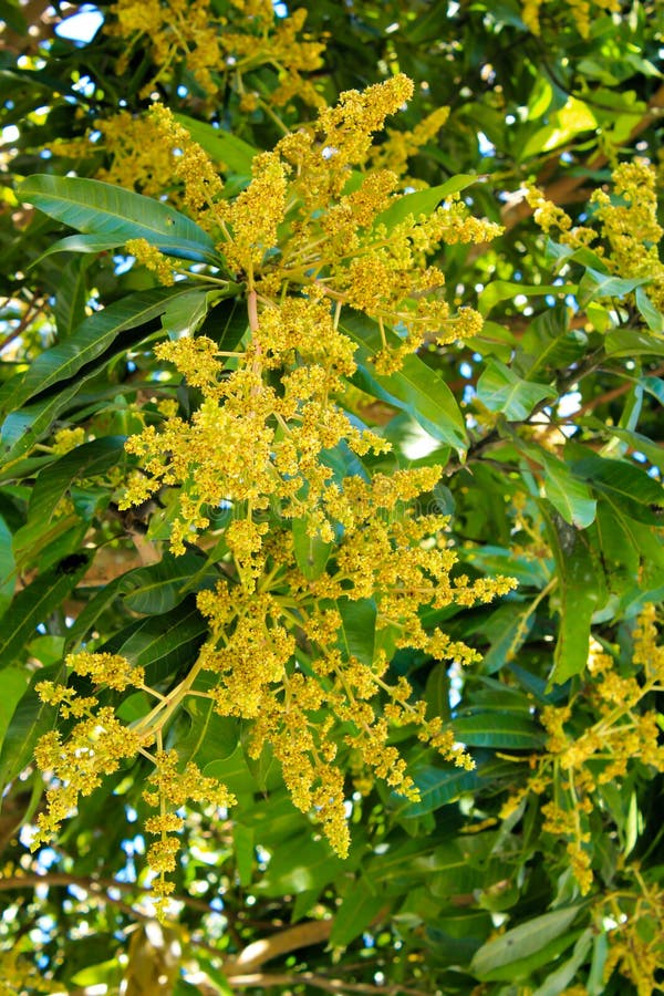 Flor del mango imagen de archivo. Imagen de sano, verde - 38545541
