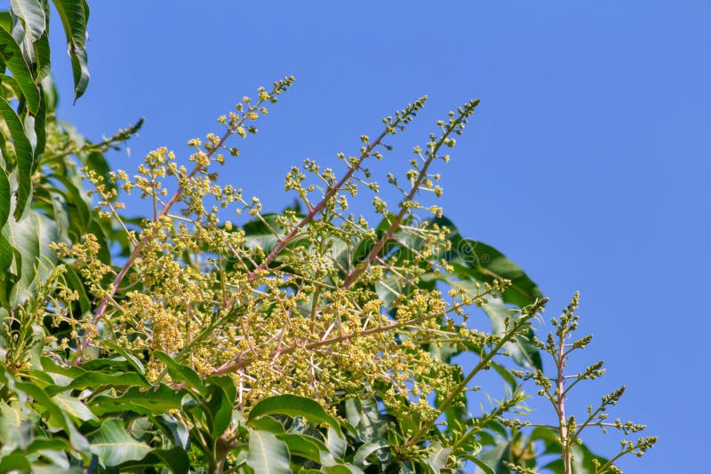 Flor del mango imagen de archivo. Imagen de tropical - 42302015