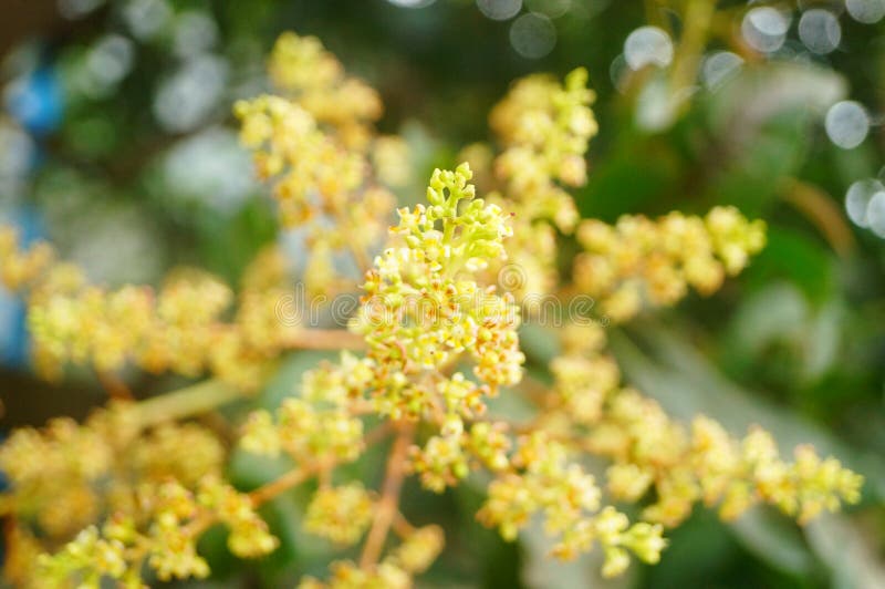 Flor del mango imagen de archivo. Imagen de pétalos, fondo - 90093105