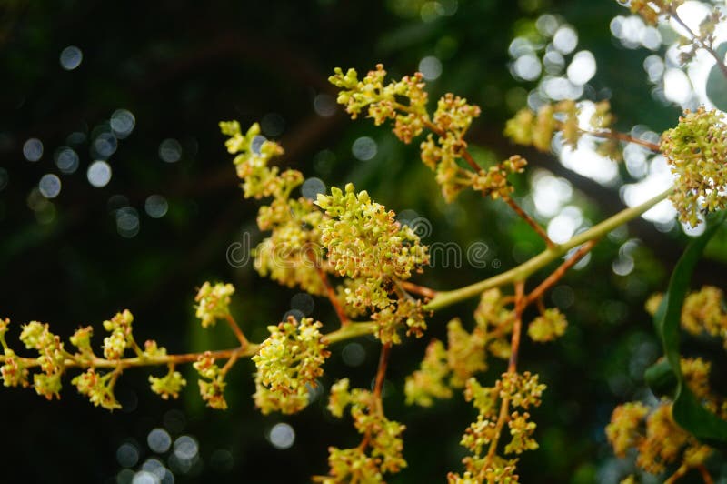 Flor del mango foto de archivo. Imagen de verde, flores - 90092988